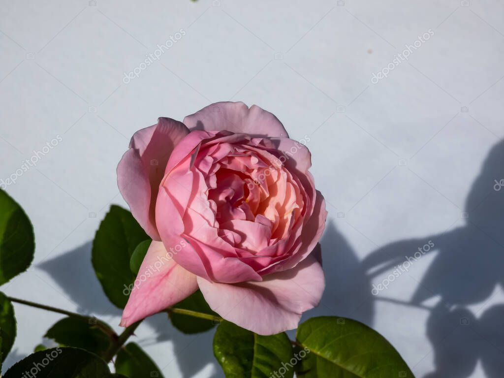 Hermosa, delicada rosa de concha rosa con matices blancos 'St. Cecilia ...