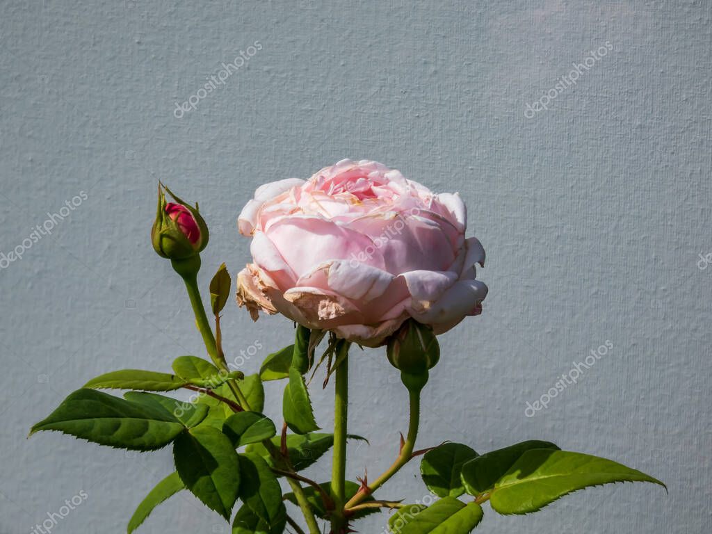 Hermosa, delicada rosa de concha rosa con matices blancos 'St. Cecilia ...