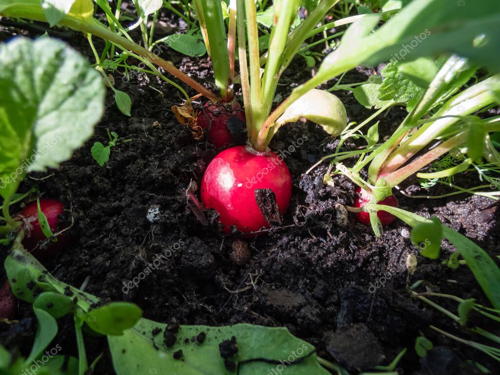 Primer plano de la planta grande, madura, de rábano rojo-rosa (Raphanus ...