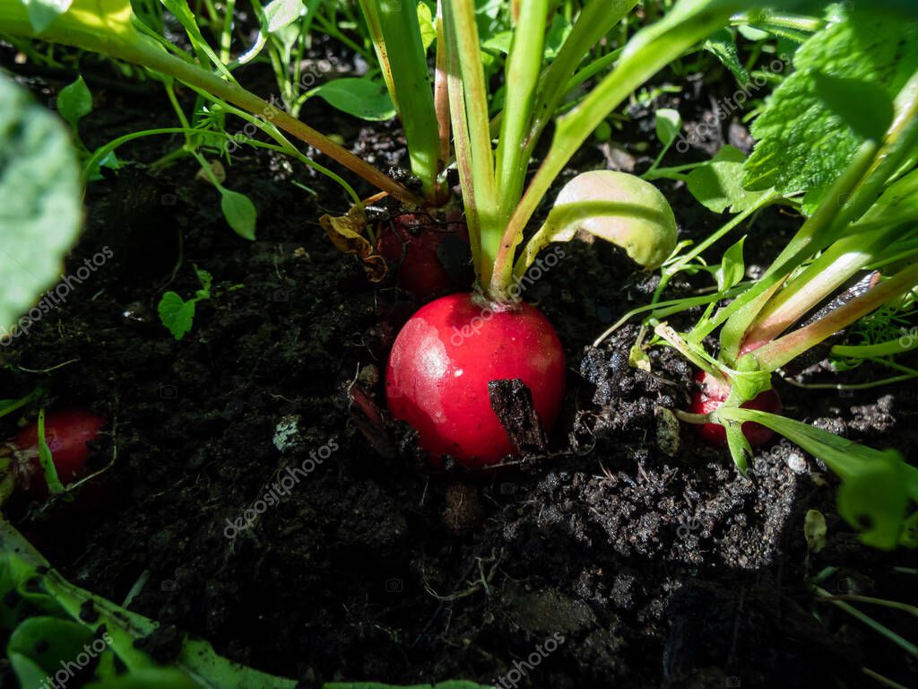 Primer plano de la planta grande, madura, de rábano rojo-rosa (Raphanus ...