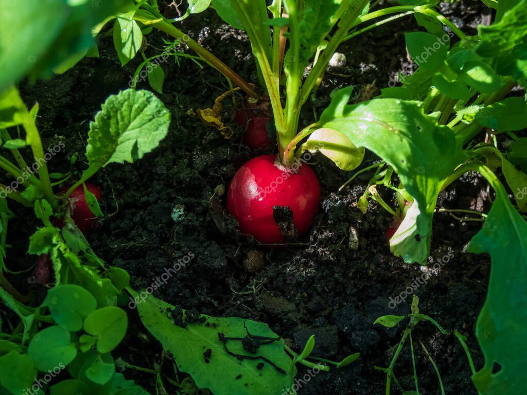 Primer plano de la planta madura de rábano rojo-rosa (Raphanus ...