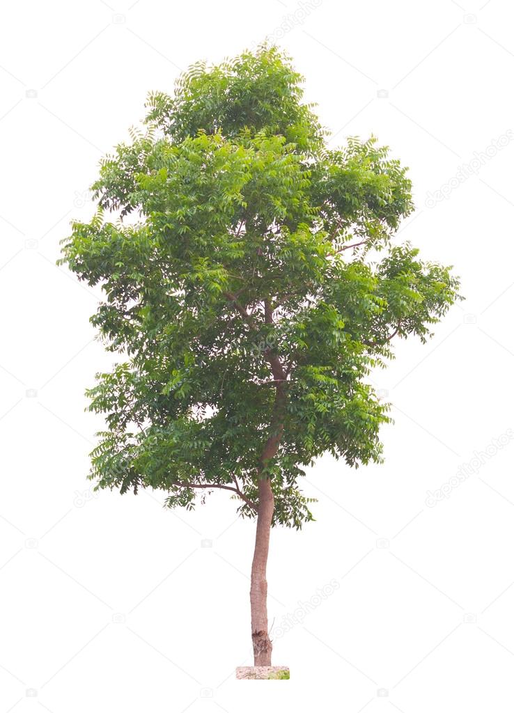 Margosa or Neem tree isolated on white background Stock Photo by ...