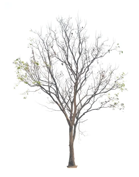 Combretum Stock Photos, Royalty Free Combretum Images | Depositphotos