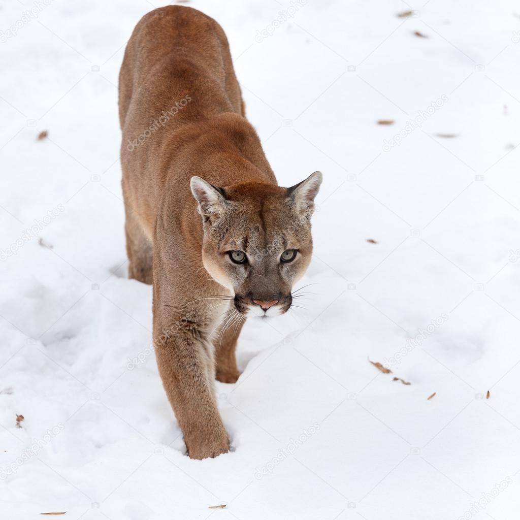 Puma in the woods, Mountain Lion, single cat on snow Stock Photo by ...