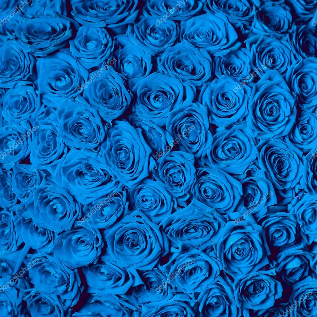 Beautiful blue roses Stock Photo by ©Baranov_Evgenii 69439161