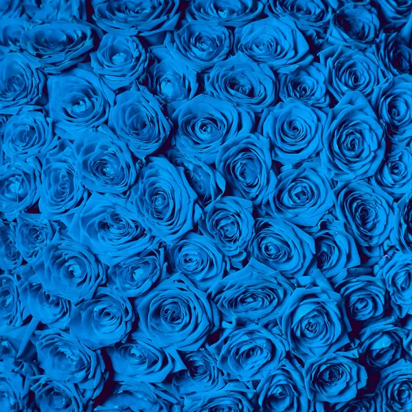 Blue roses Stock Photos, Royalty Free Blue roses Images | Depositphotos