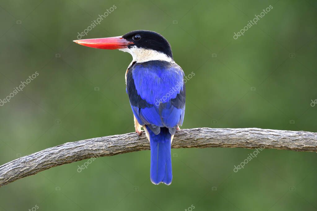 Capó negro Kingfisher (halcyon pileata) solo sentado en la rama del ...
