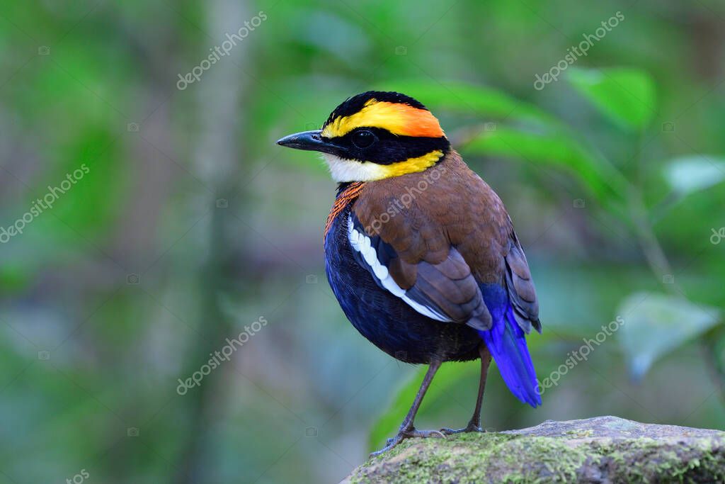 Gordo azul oscuro con alas marrones, cabeza amarilla y roja con máscara ...