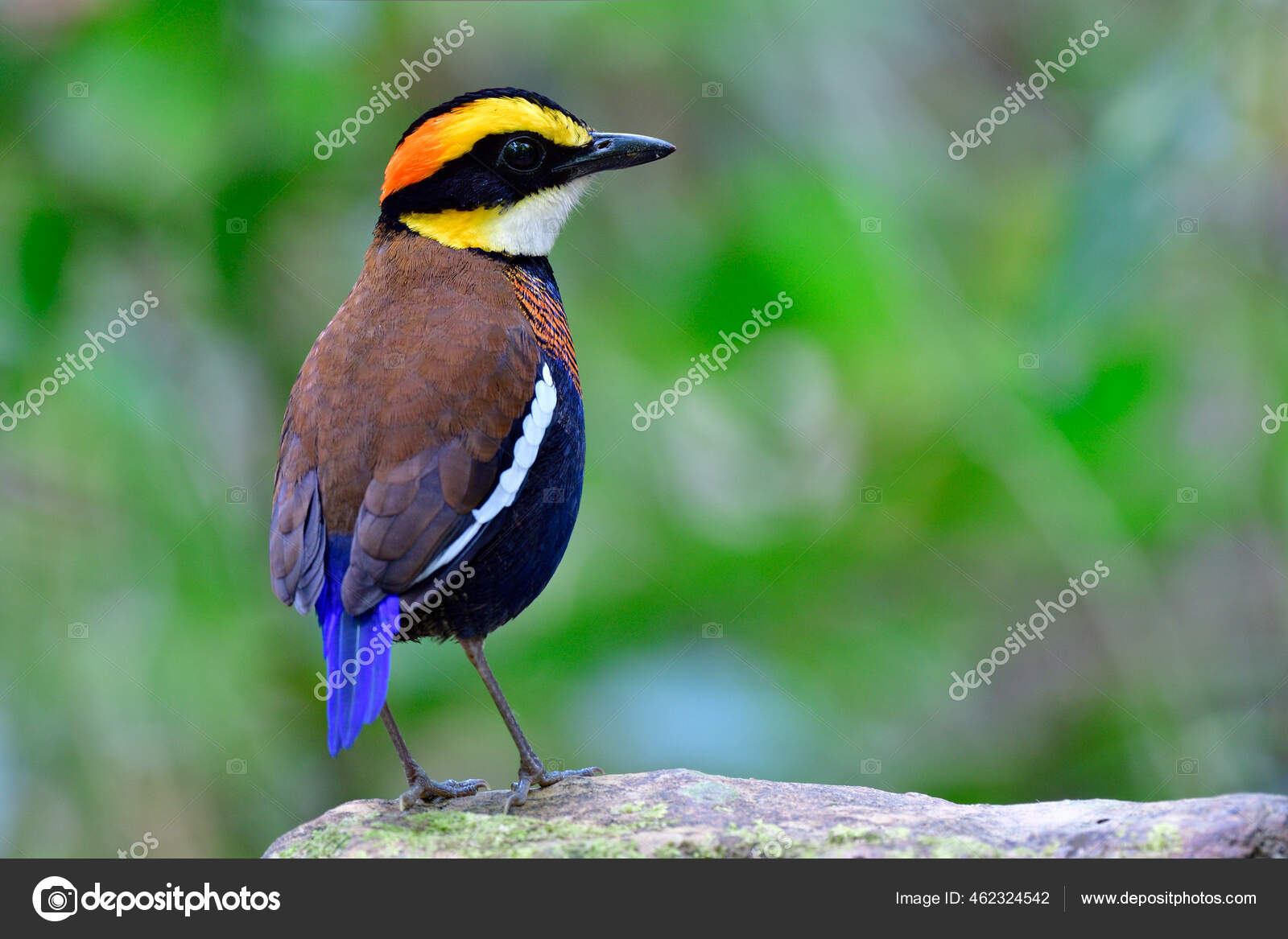 Back View Malayan Banded Pitta Hydrornis Irena Rock While Looking ...