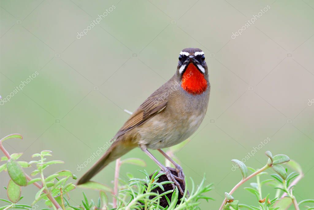 Hermoso pájaro marrón con plumas de color rojo brillante en su barbilla ...