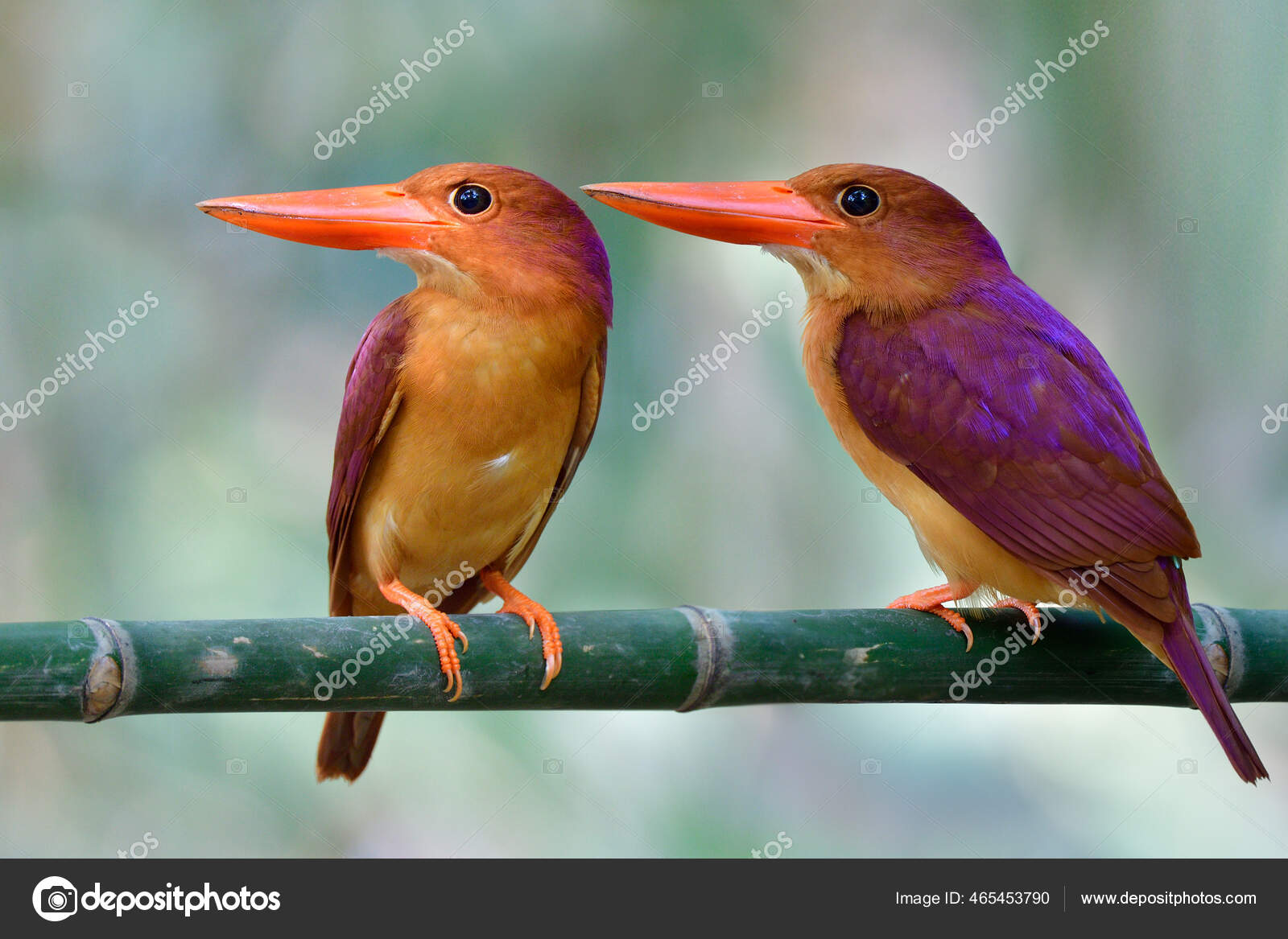 Ruddy Kingfisher