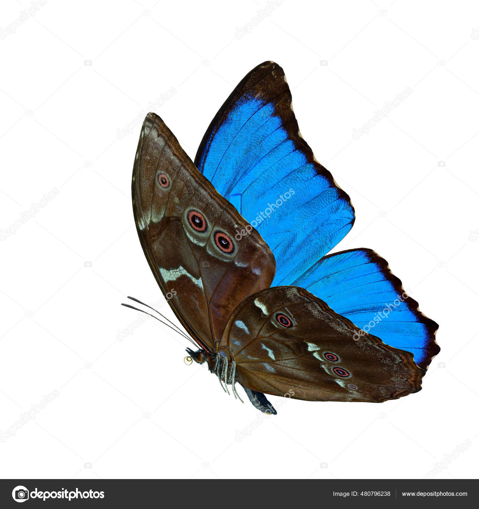 Real Blue Butterflies Flying