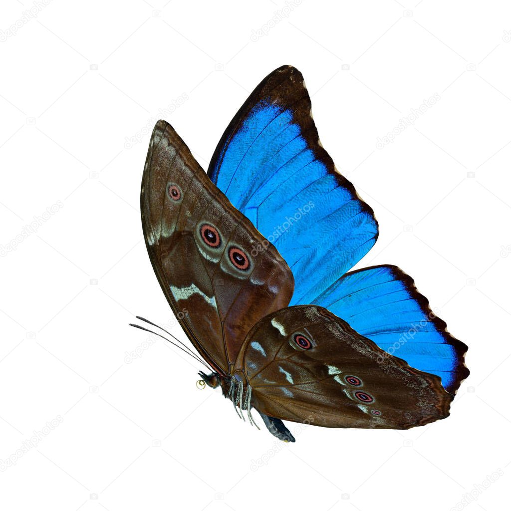 Hermosa mariposa azul voladora, el Morfo Azul aislado sobre fondo ...