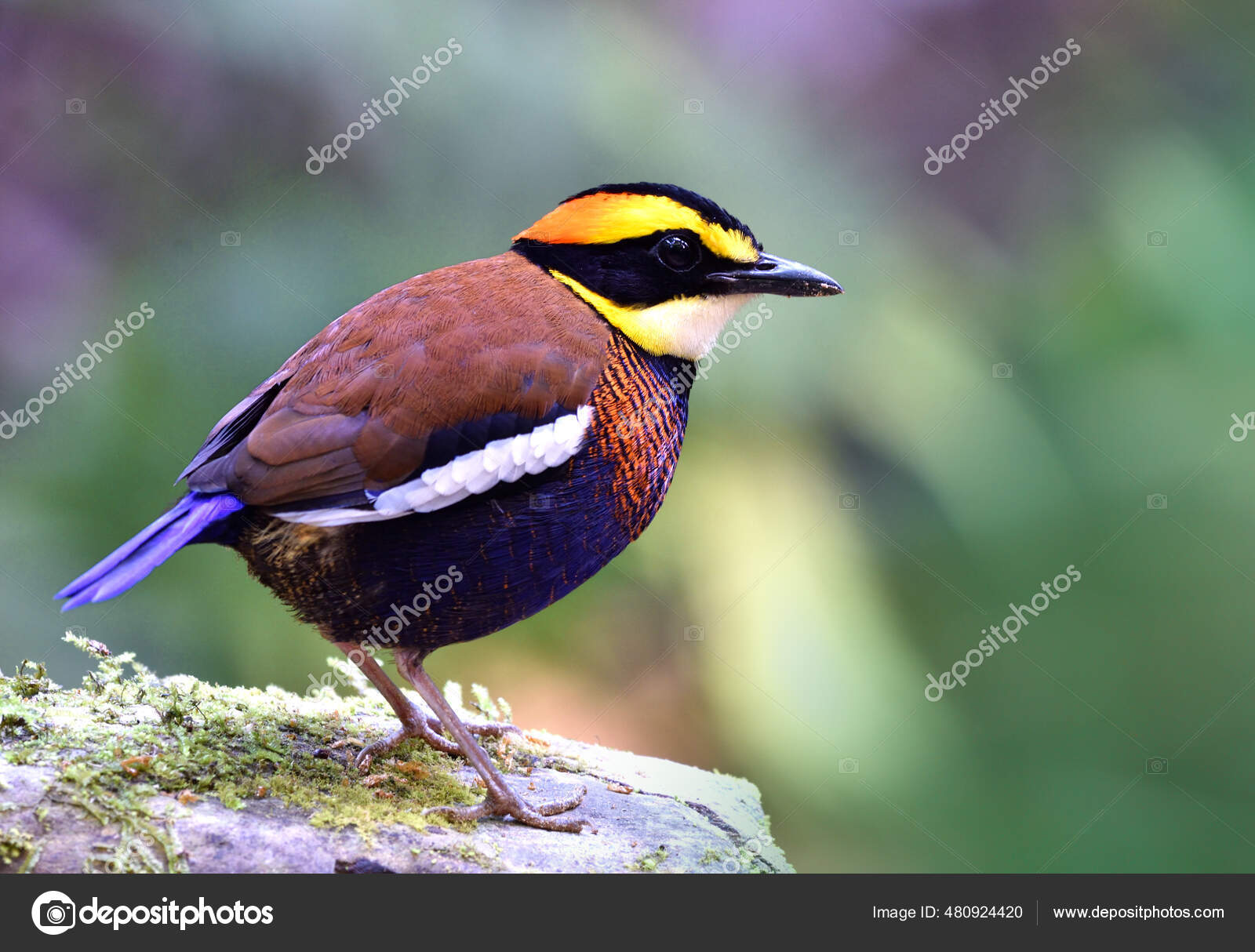 Side View Shot Malayan Banded Pitta Hydrornis Irena Multiple Colors ...