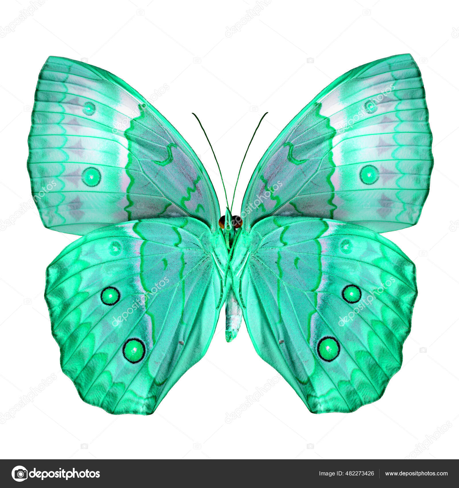 Light Green Butterfly Background