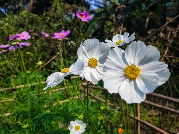 Fleurs splendides images libres de droit, photos de Fleurs splendides ...