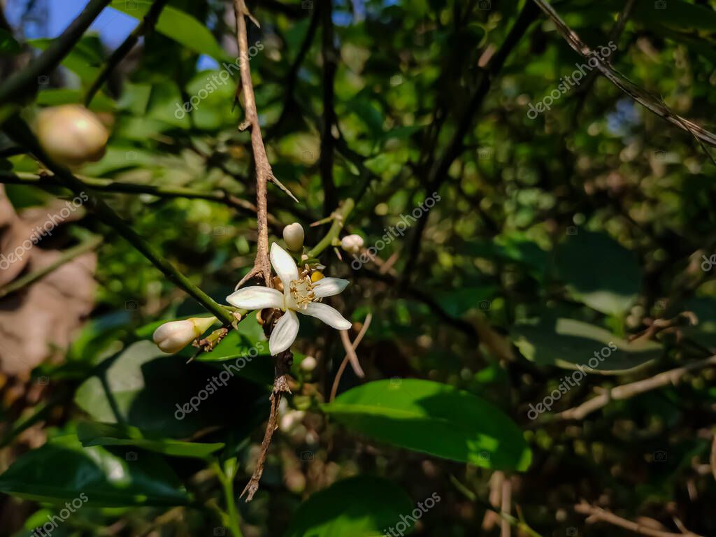 El limón (Citrus limon) es una especie de árbol siempreverde de la ...
