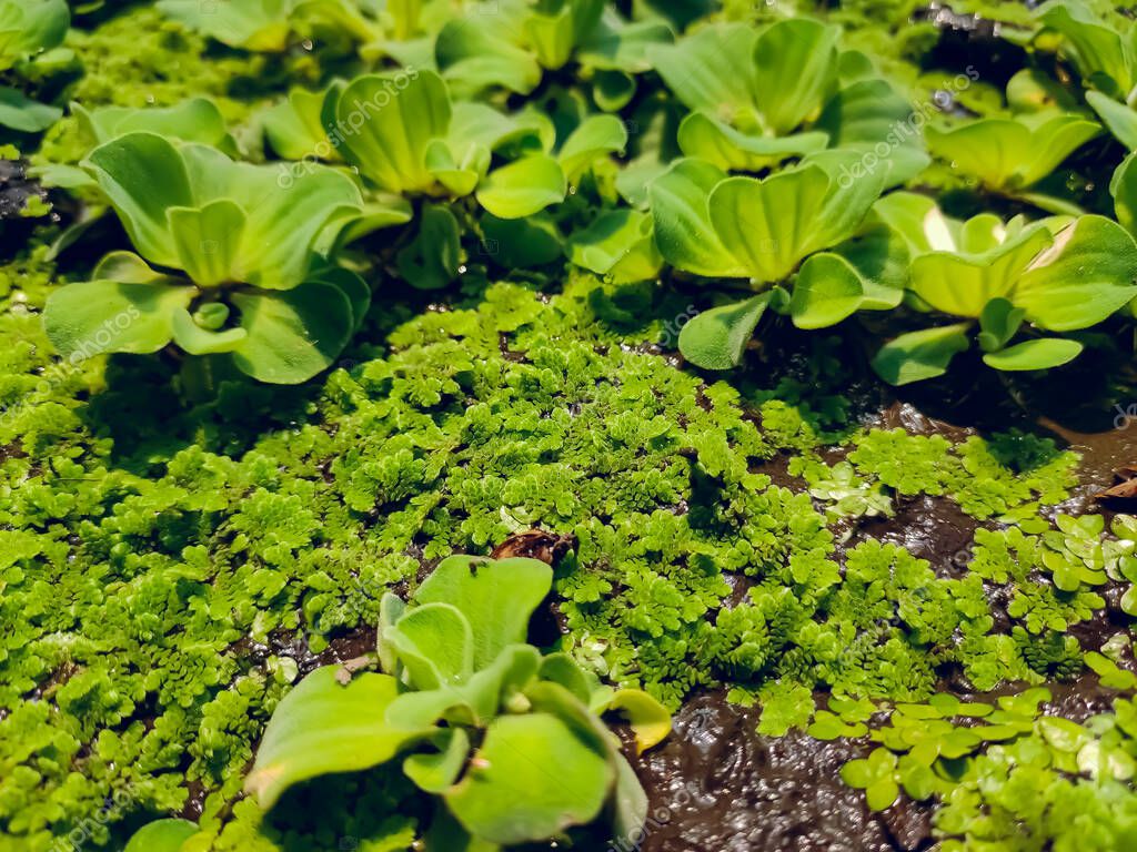 Azolla filiculoides es una especie de Azolla, nativa de las regiones ...