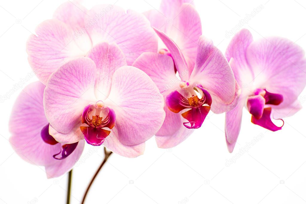Hermosas flores de orquídea Phalaenopsis púrpura, aisladas sobre fondo blanco. Polilla orquídea ...
