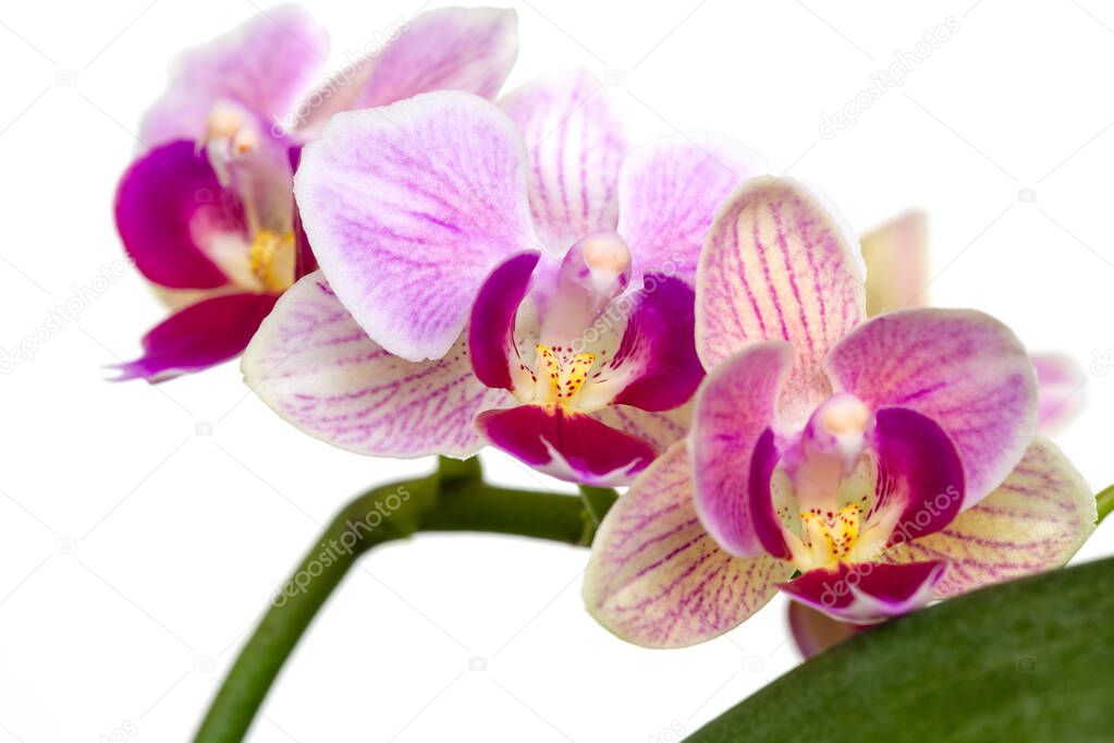 Hermosas flores de orqu dea Phalaenopsis p rpura, aisladas sobre fondo oscuro. Polilla orqu dea ...