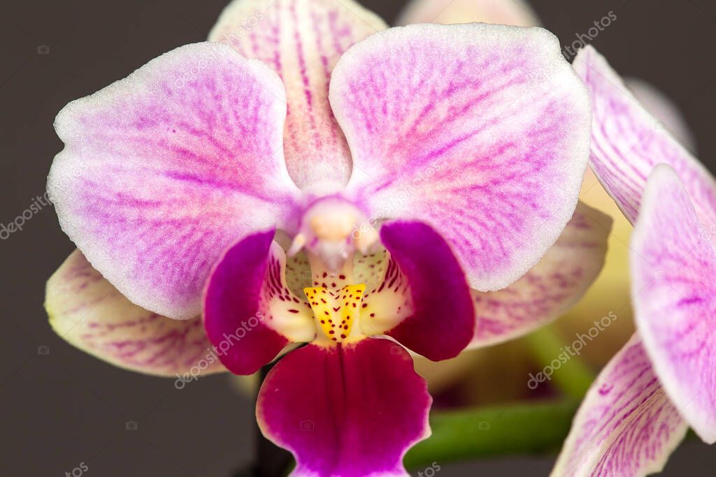 Hermosas flores de orquídea Phalaenopsis púrpura, aisladas sobre fondo oscuro. Polilla orquídea ...