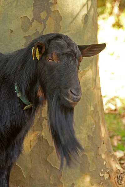 Smoking goat Stock Photos, Royalty Free Smoking goat Images | Depositphotos