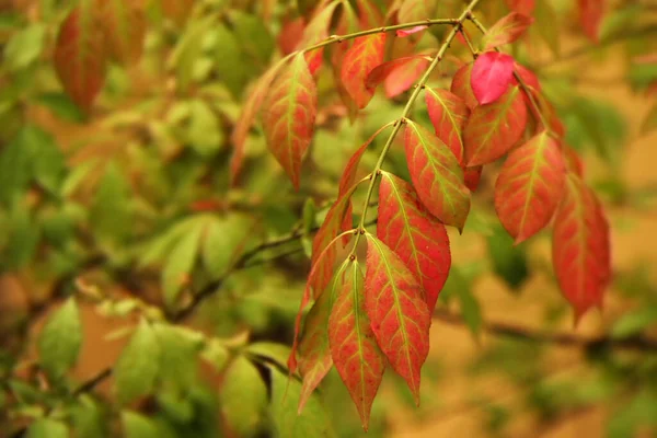 Feuilles de prunier images libres de droit, photos de Feuilles de ...