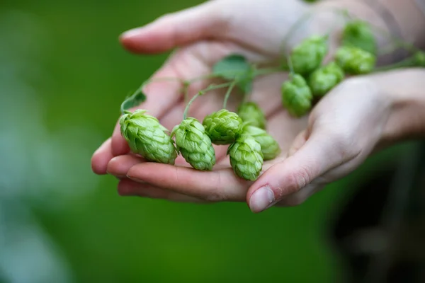 Cueillette de houblon images libres de droit, photos de Cueillette de ...