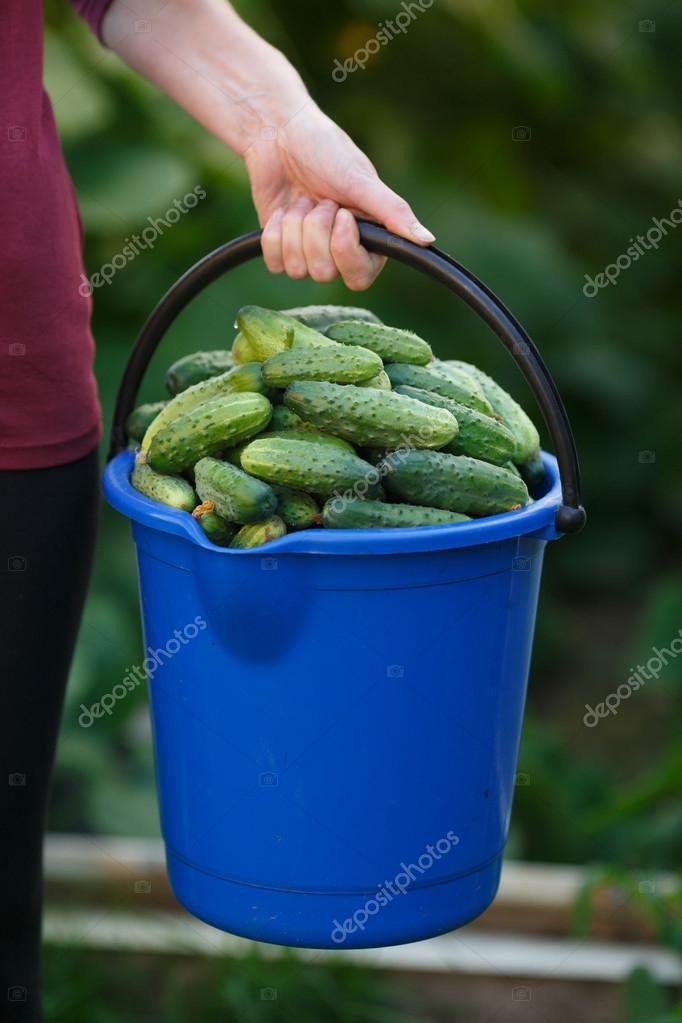 Cucumbers harvest — Stock Photo © maxsol7 #80367284 Cucumbers harvest — Stock Photo © maxsol7 #80367284