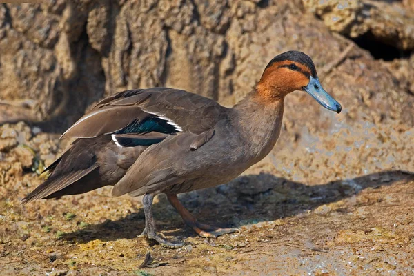 Pato filipino Stock Photos, Royalty Free Pato filipino Images ...