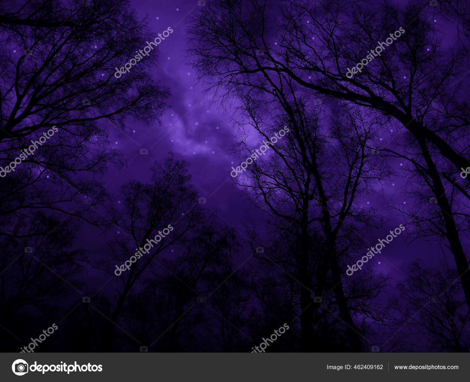 Beautiful Night Forest Wallpaper