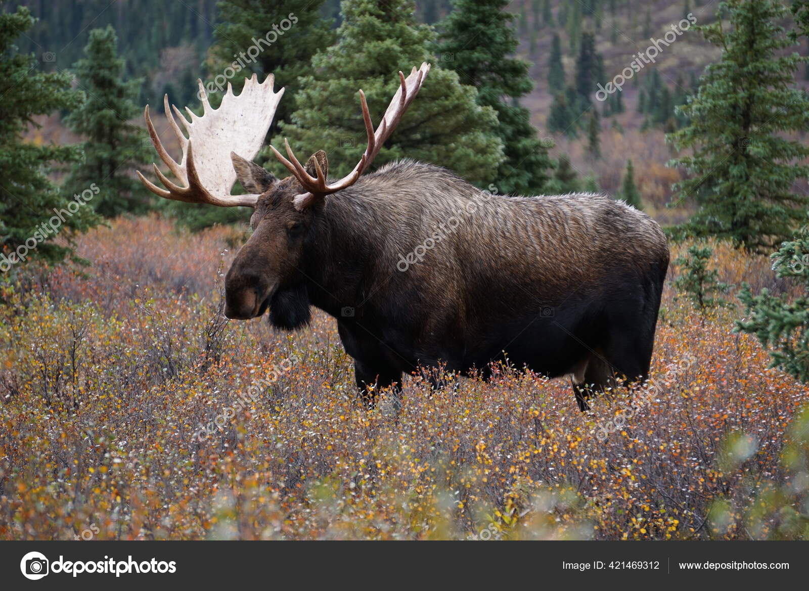 Beautiful Wild Moose Bull National Park Denali Alaska — Stock Photo ...
