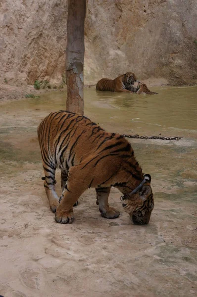 Tiger feces Stock Photos, Royalty Free Tiger feces Images | Depositphotos