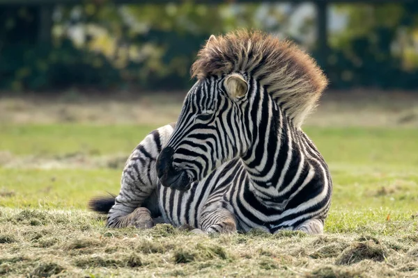 Sad zebra Stock Photos, Royalty Free Sad zebra Images | Depositphotos