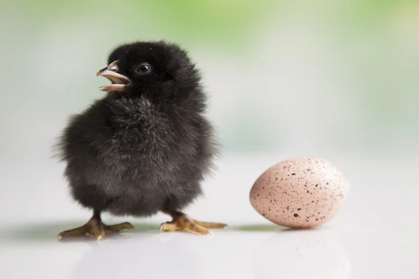 Black chick and egg Stock Photo by ©dianaduda 67346455