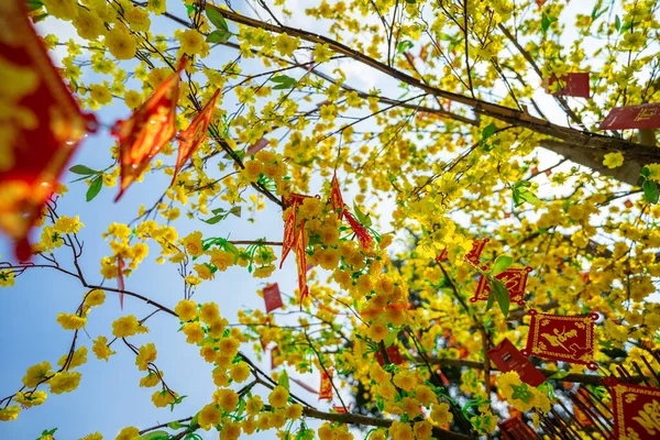 Pao tree Stock Photos, Royalty Free Pao tree Images | Depositphotos