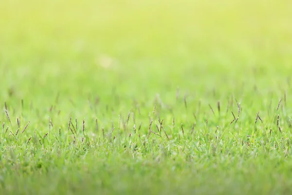 Bright green grass texture Images - Search Images on Everypixel