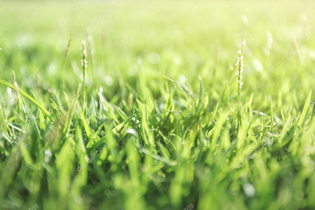 Bright Green grass background texture Stock Photo by ©hatchapong 110435712