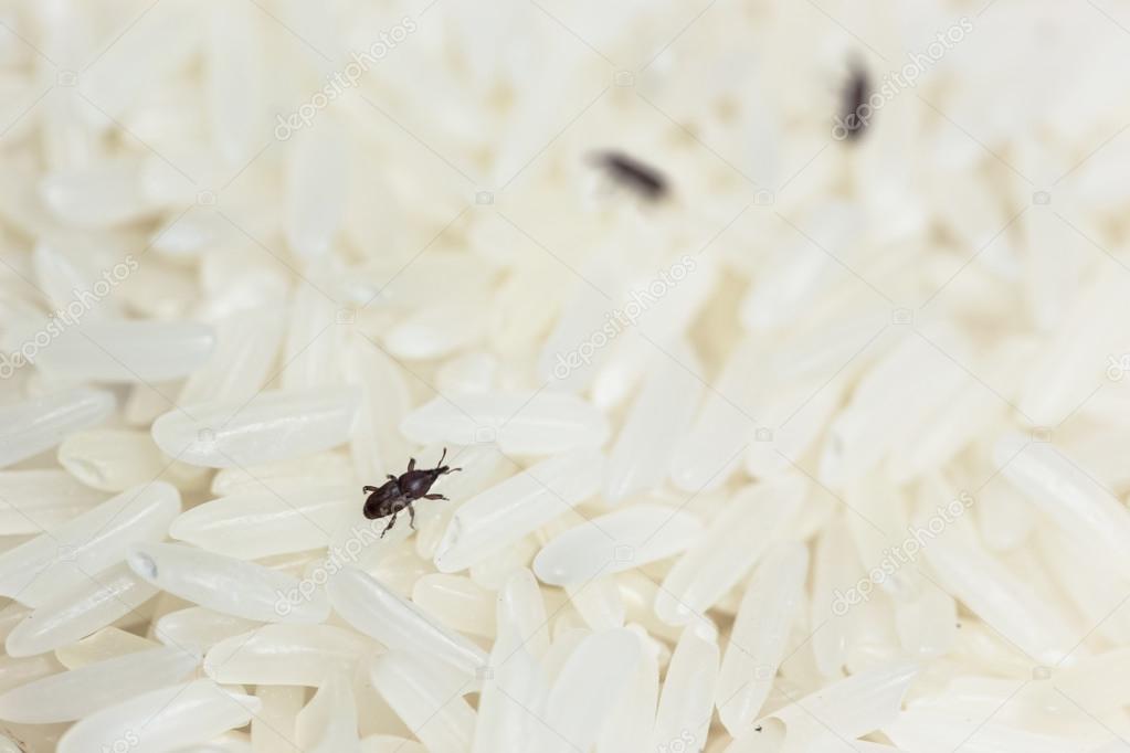 Weevil destroyed rice Stock Photo by ©hatchapong 110437596