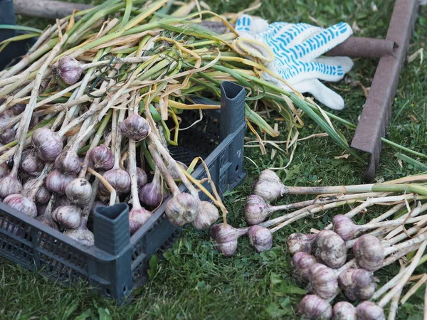 Farmers harvesting garlic Stock Photos, Royalty Free Farmers harvesting ...