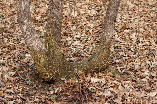 Tree shear Stock Photos, Royalty Free Tree shear Images | Depositphotos