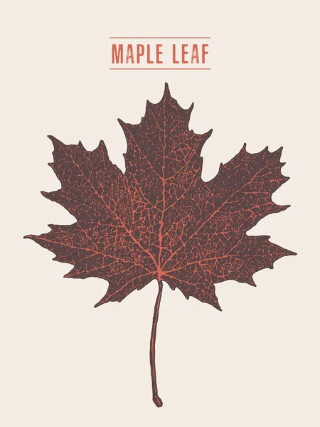 47,183,580 Maple Vector Images | Depositphotos