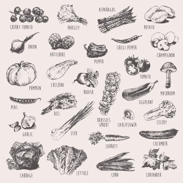Vegetables Vector Art Stock Images | Depositphotos