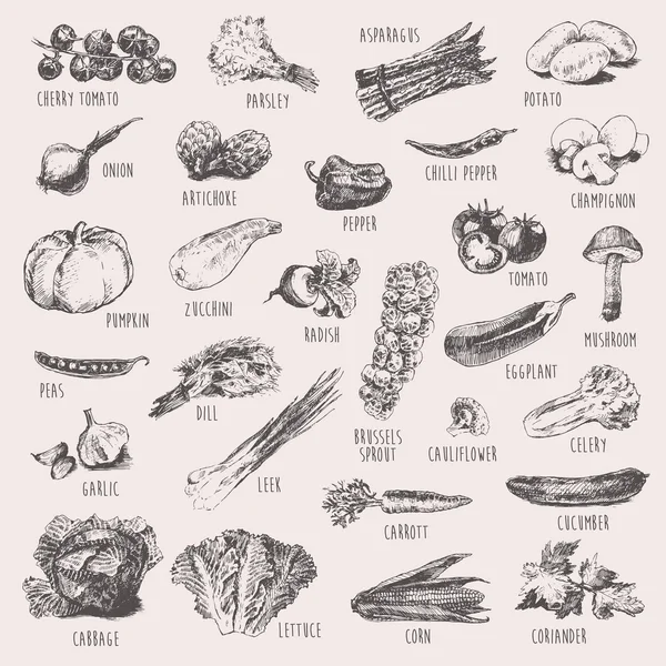 13,322 Vegetables sketch Vector Images | Depositphotos