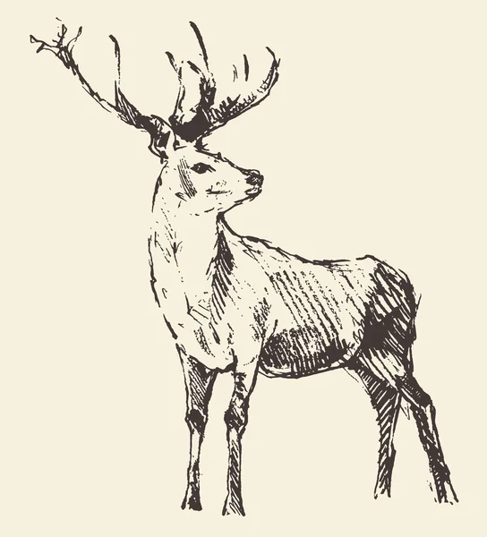 Sketch deer head vintage illustration drawn vector Stock Vector Image ...