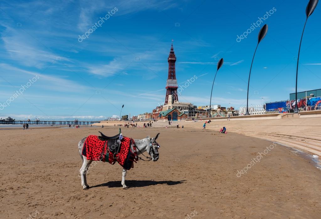 Donkey rides - Blackpool beach England — Stock Photo ...