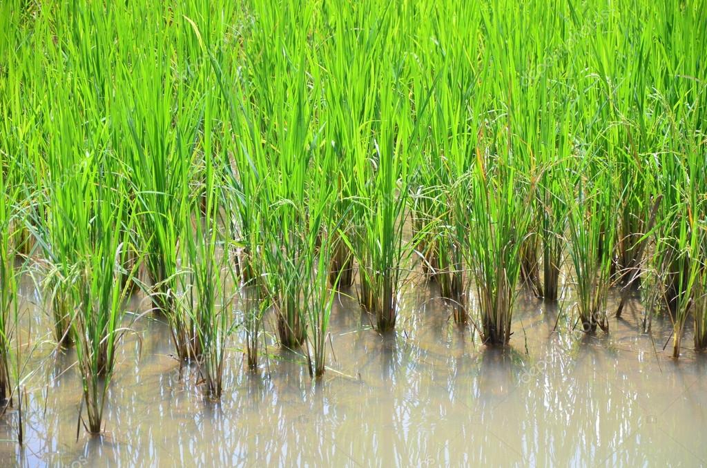 Paddy field and young rice tree — Stock Photo © kikujungboy #81150436
