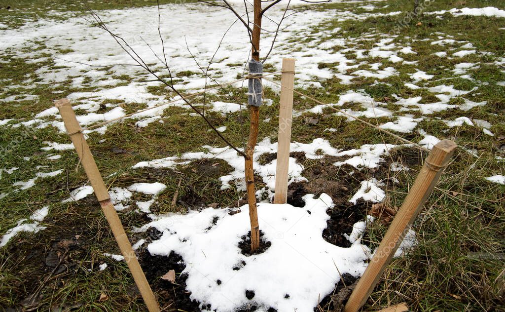 Fijación del tronco de un árbol joven durante la plantación. 2023