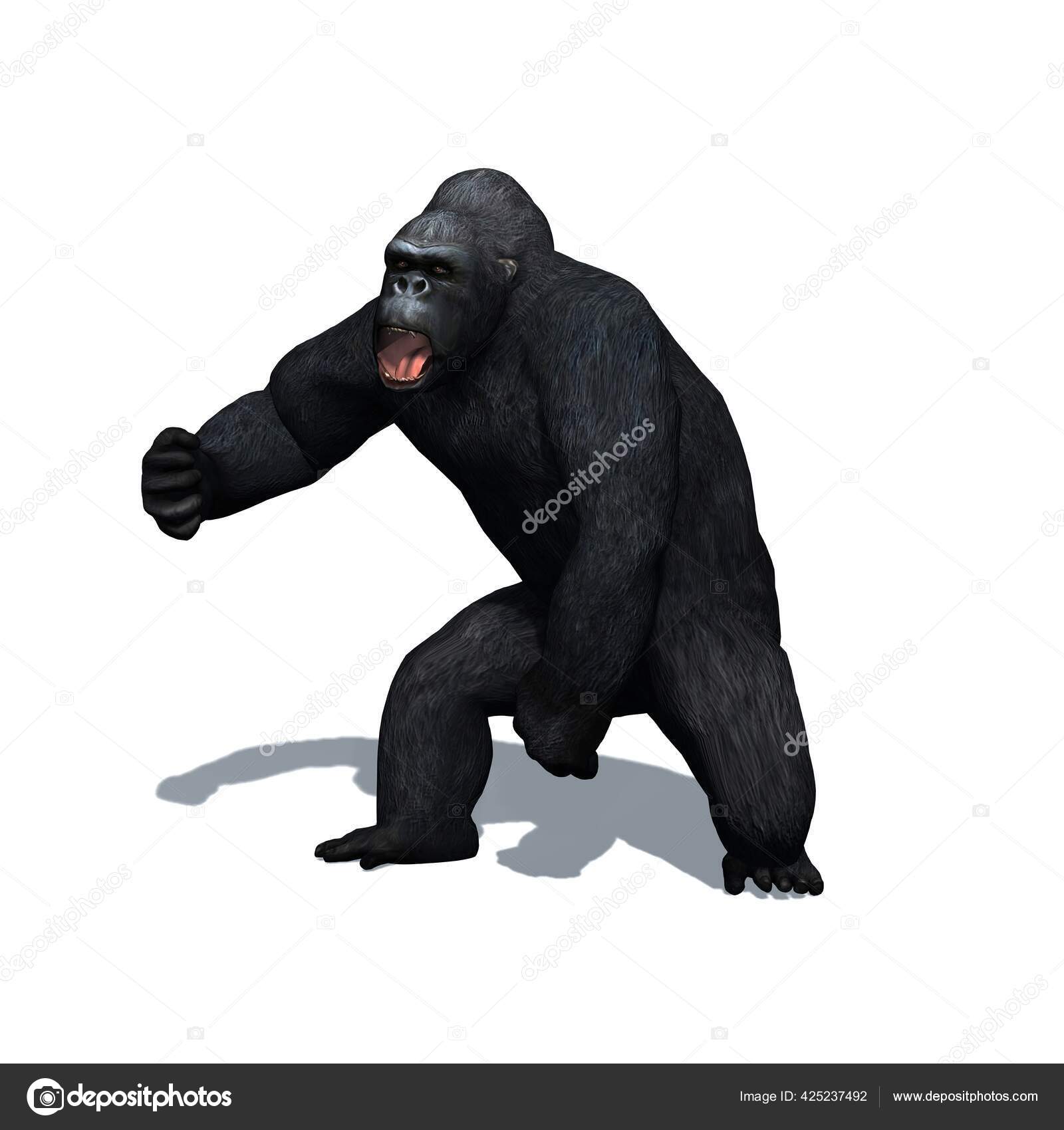 Wild Animals Gorilla Shadow Floor Isolated White Background ...