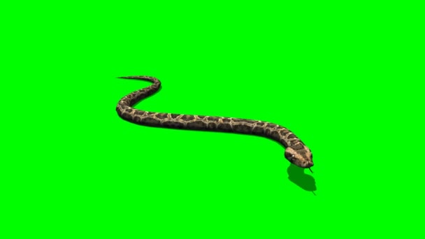 Python snake attack - green screen — Stock Video © bestofgreenscreen ...